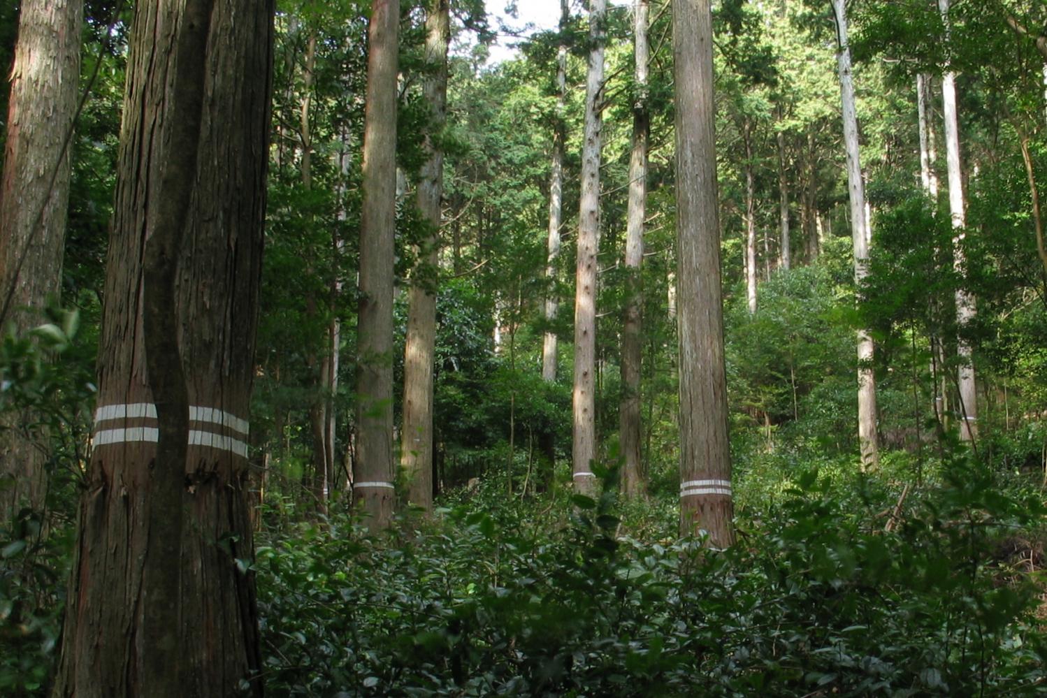 Shikinen Sengu, the largest ritual at Ise Jingu, conducted every 20 ...