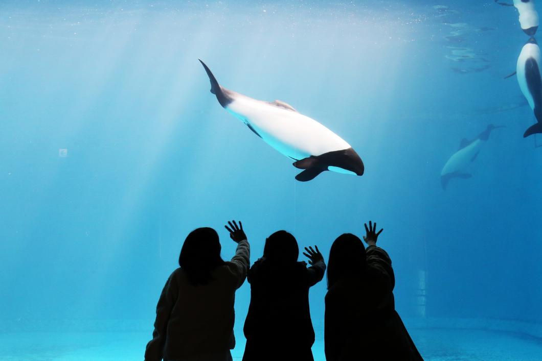 Toba Aquarium | What to See & Do | Visit Iseshima ーOfficial website of ...