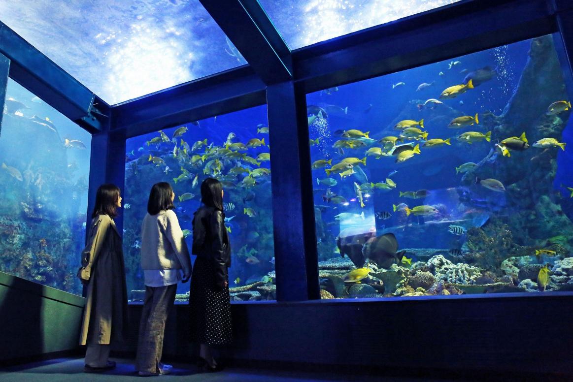 Toba Aquarium | What to See & Do | Visit Iseshima ーOfficial website of ...